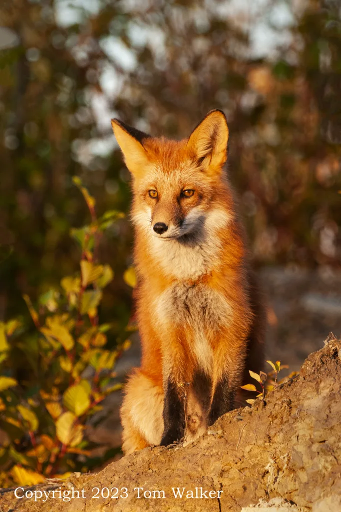Red Fox Sunset, Alaska #2442 | Photo | Tom Walker Photographer