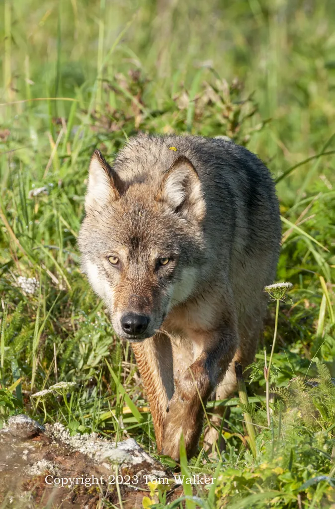 Wolf Hunting Voles, Alaska Peninsula, #5149 | Photo | Tom Walker ...