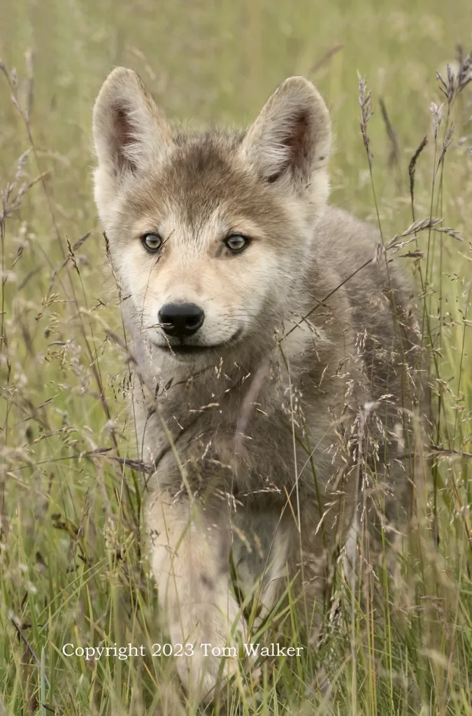 Wolf Pup, Alaska Peninsula, #432 | Photo | Tom Walker Photographer