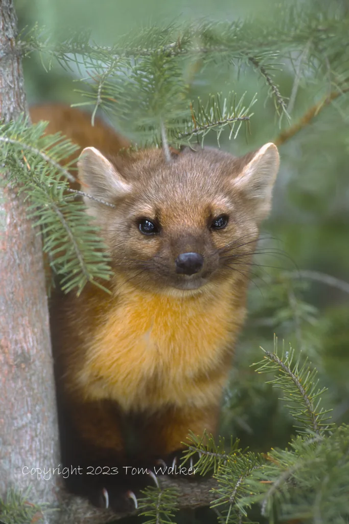 American Pine Marten, Alaska #36794 | Photo | Tom Walker Photographer