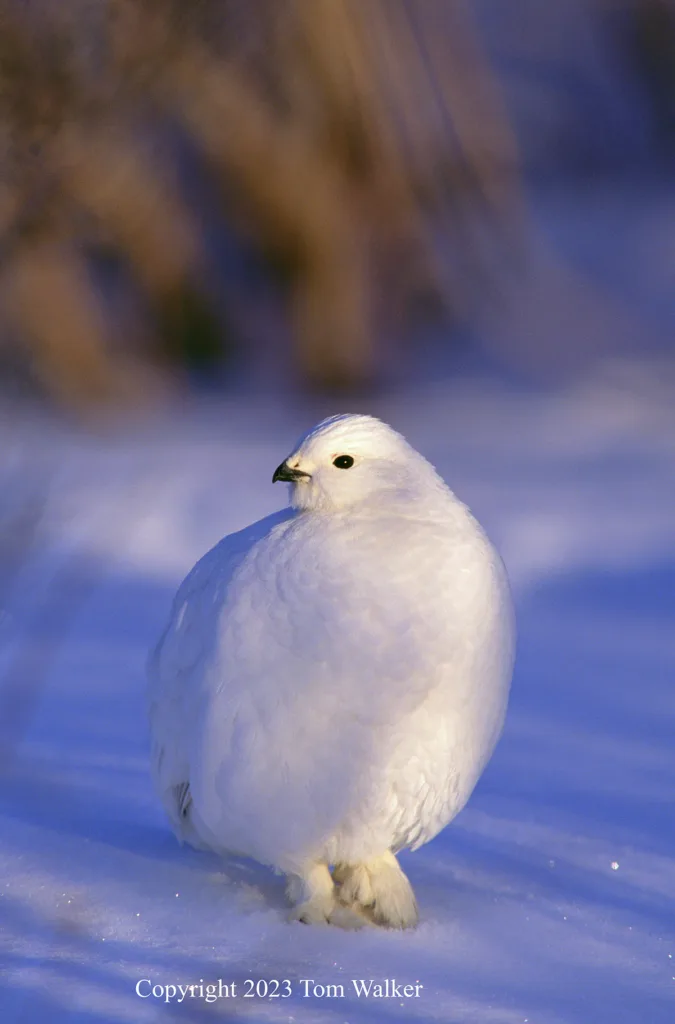 Willow Ptarmigan Spring Alaska #2000 | Photo | Tom Walker Photographer